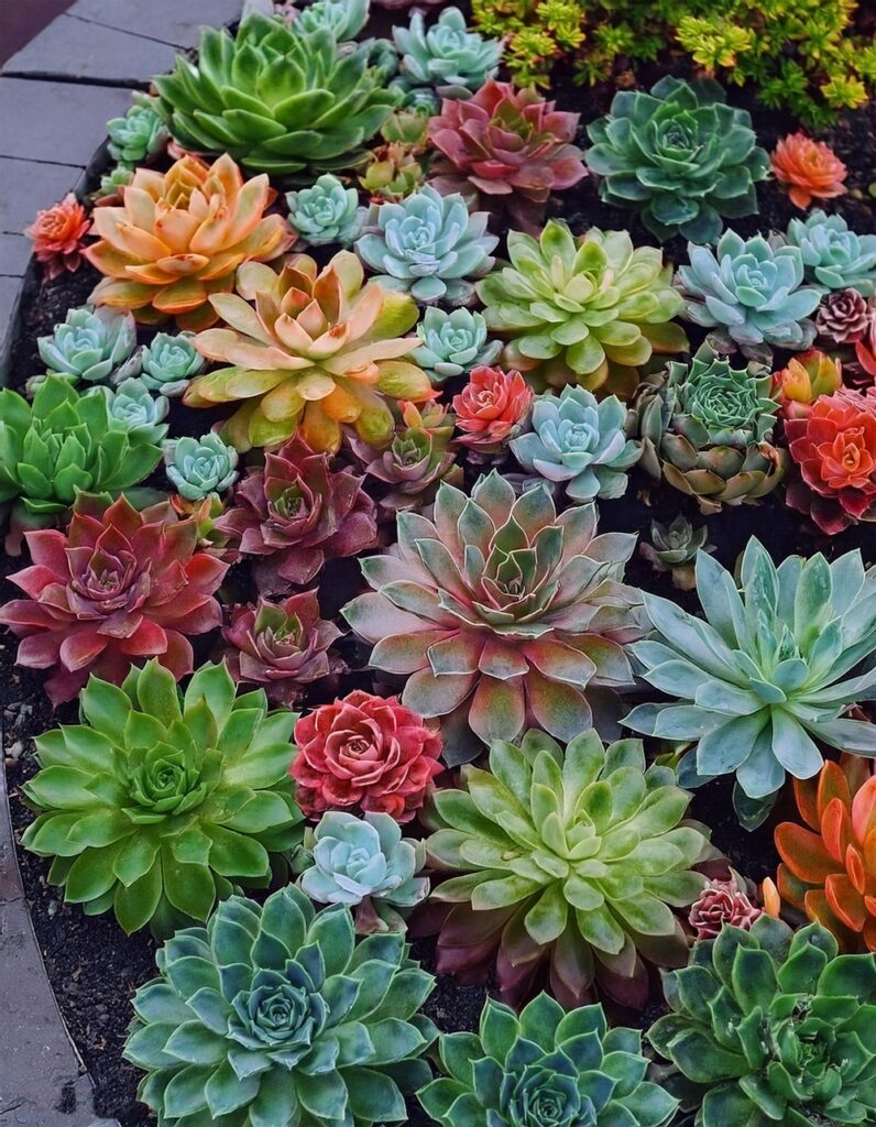 10 Succulent Landscape Design Ideas - Ease DIYs