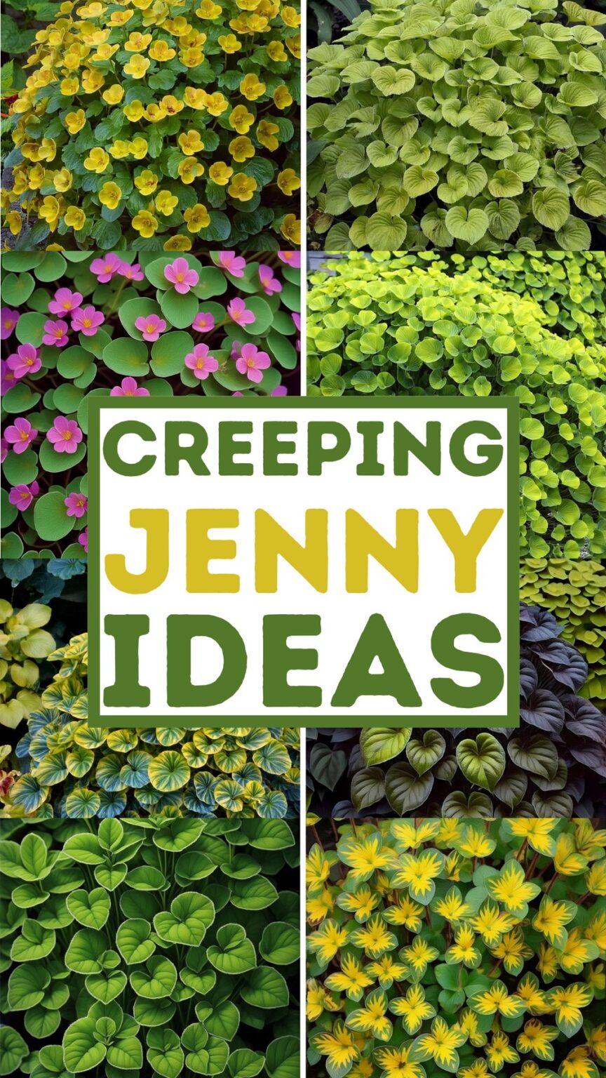10 Creeping Jenny Ideas For Colorful Displays - Ease DIYs