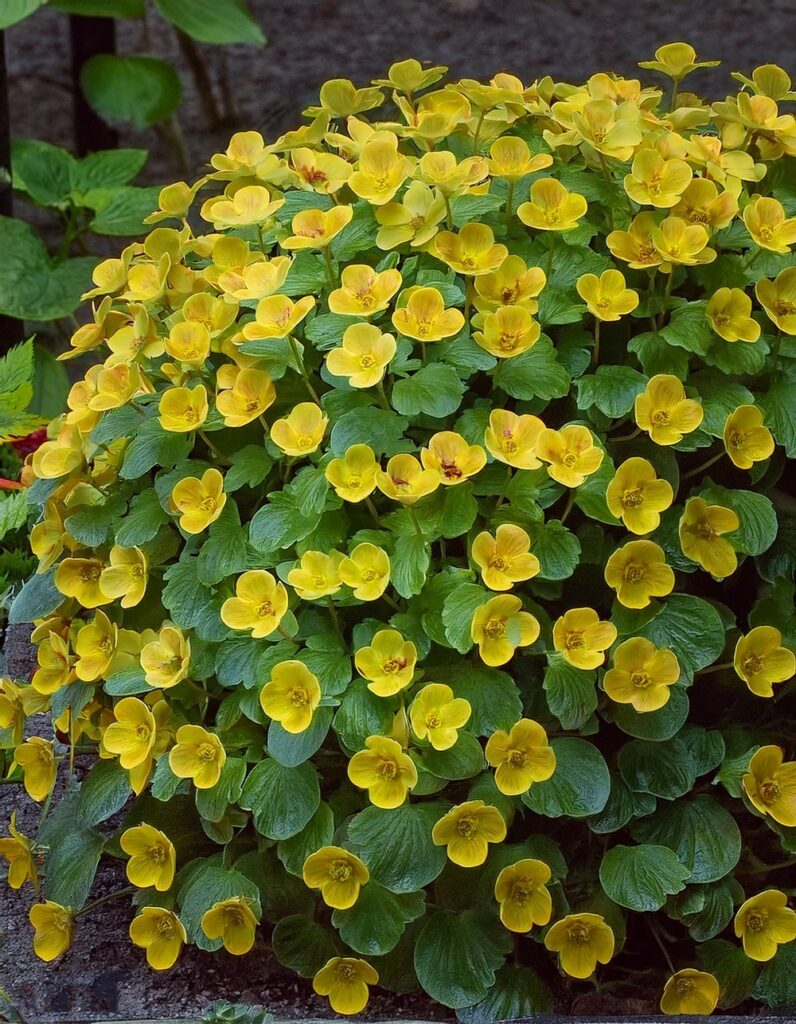 10 Creeping Jenny Ideas For Colorful Displays - Ease DIYs