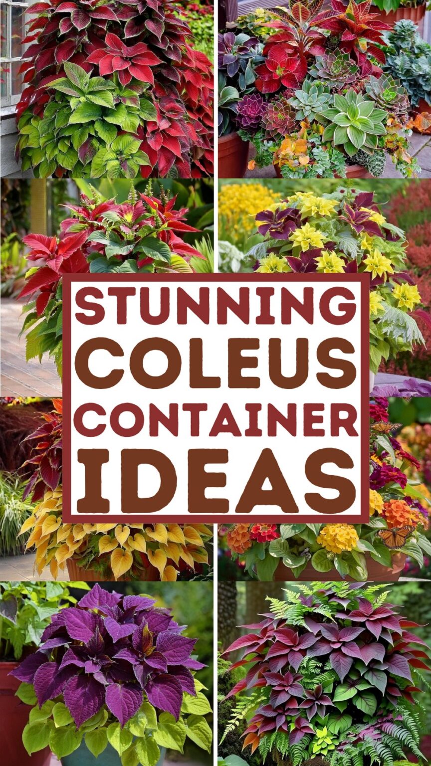 10 Clever Coleus Container Ideas And Tips - Ease DIYs